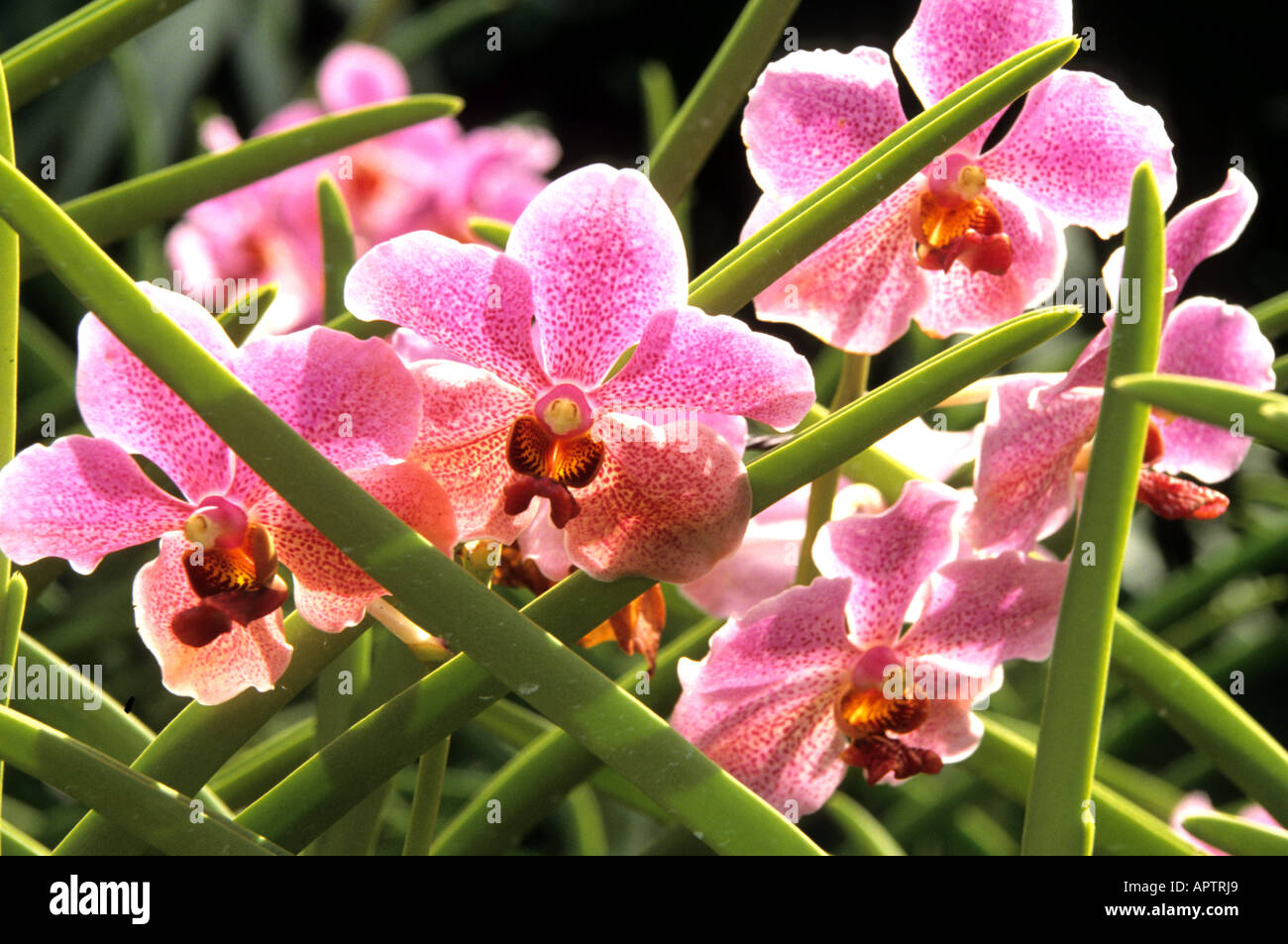 China Shanghai orchid orchids flower flowers organic botanic Chinese ...