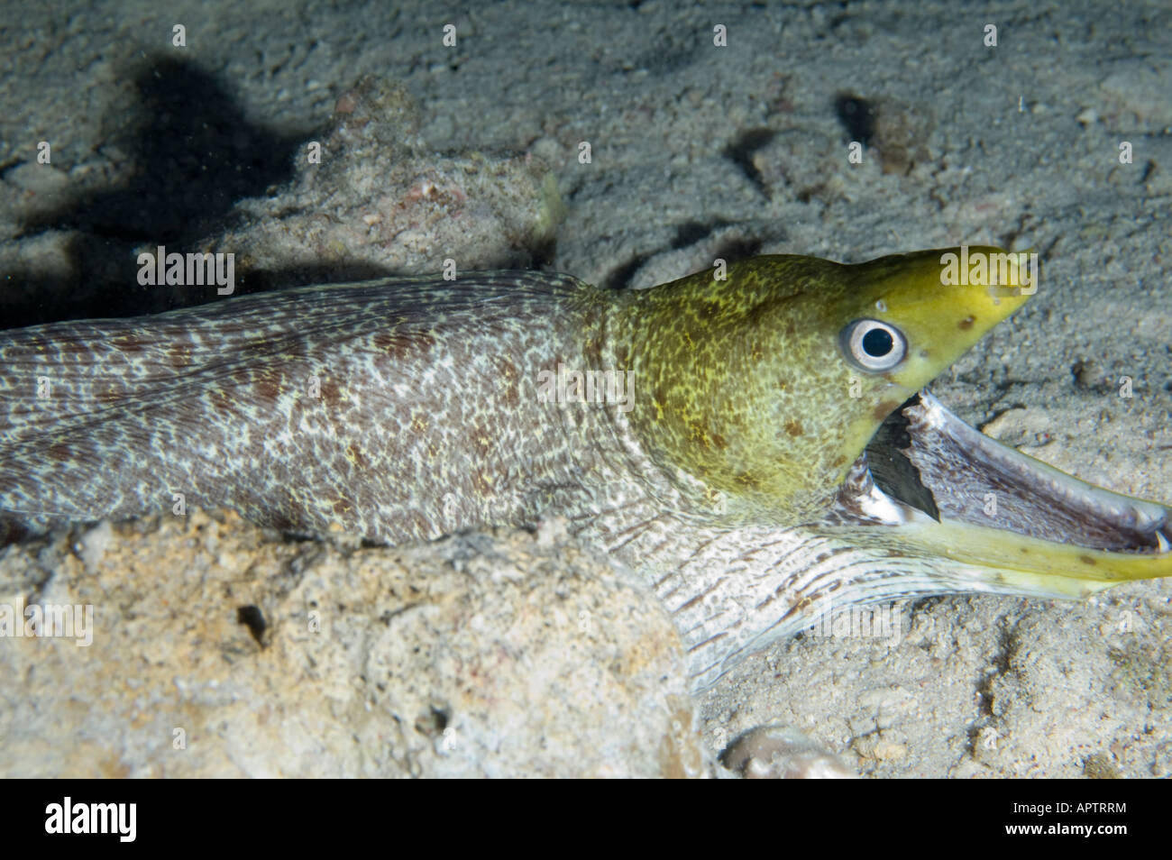 Undulate Moray Eating Rabbit Fish underwater on a coral reef Stock ...