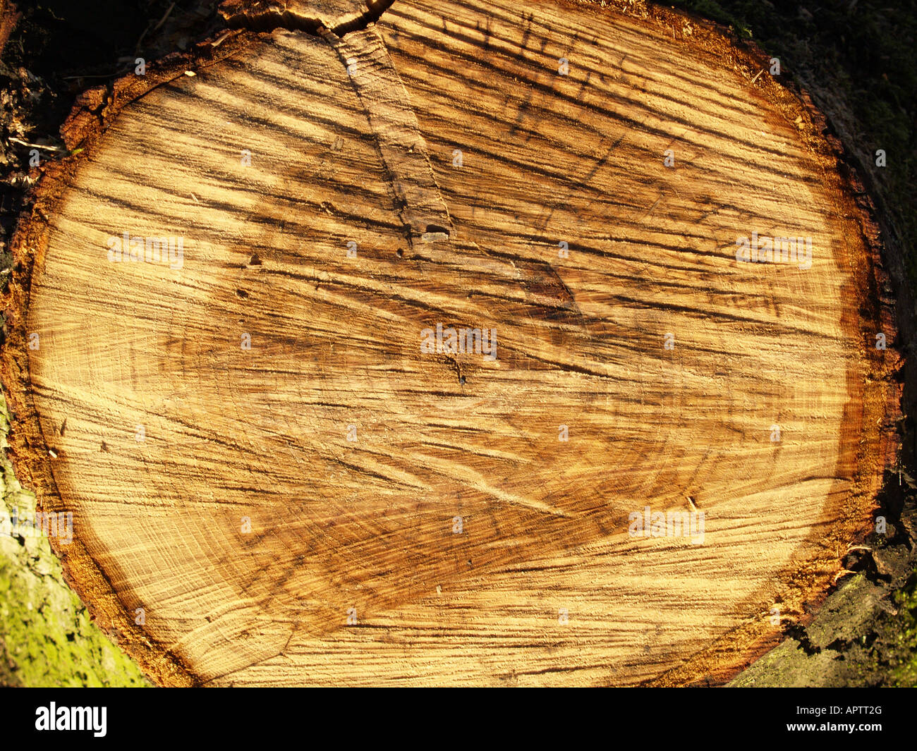 tree stump rings age golden brown pattern bark Stock Photo - Alamy
