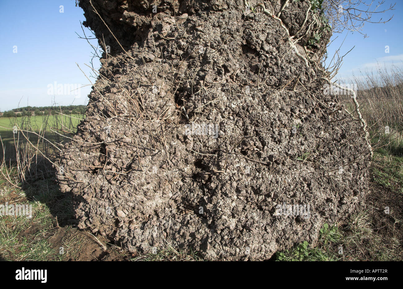 Native english black poplar tree populus nigra hi-res stock photography ...