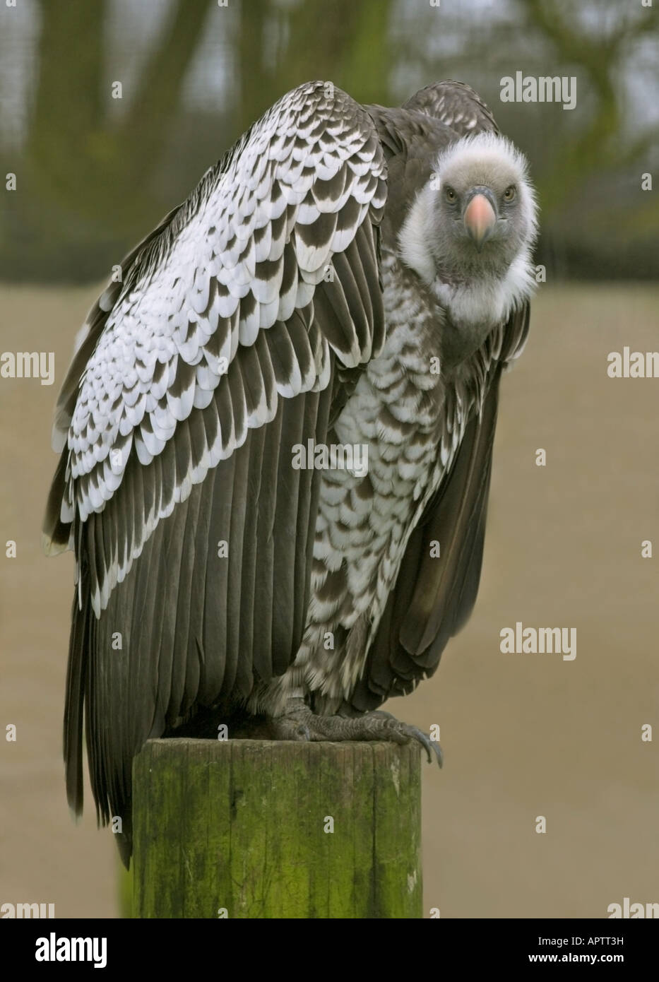 White-backed Vulture Gyps africanus (captive) adult bird perched on a ...
