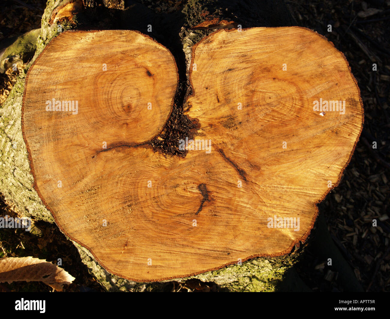 tree stump rings age golden brown pattern bark Stock Photo - Alamy