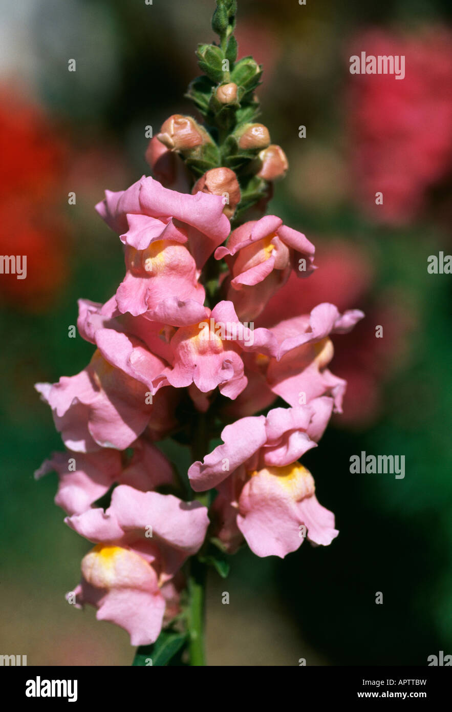 Antirrhinum majus pale pink panicle erect in midday sun Stock Photo - Alamy Antirrhinum majus pale pink panicle erect in midday sun Stock Photo - Alamy