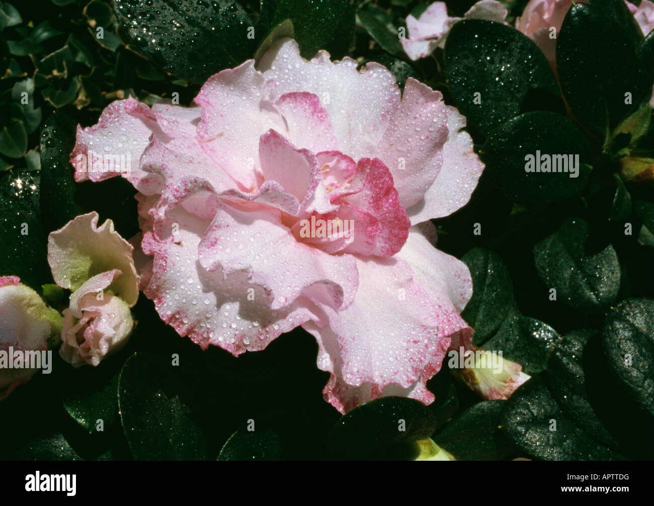 Azalea Rhododendron tender pink feminine enhanced with a purple edgin ...
