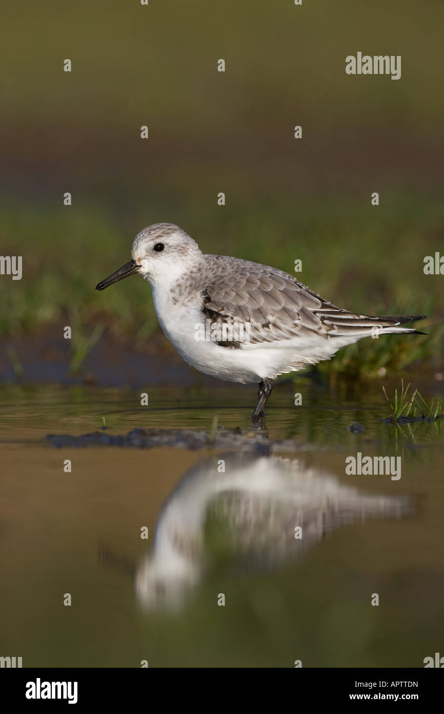Sanderling Calidris alba with reflection Stock Photo - Alamy