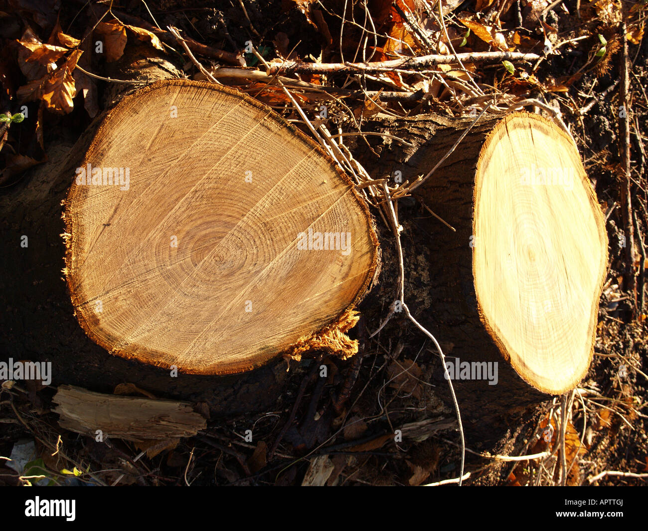 tree stump rings age golden brown pattern bark Stock Photo - Alamy