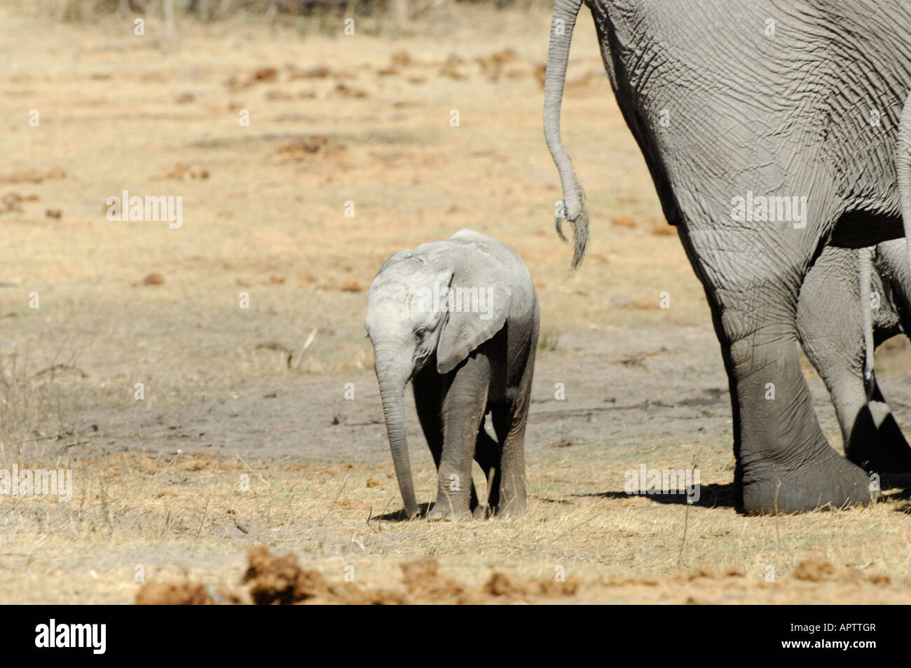 Baby Elephant behind Mother Stock Photo - Alamy