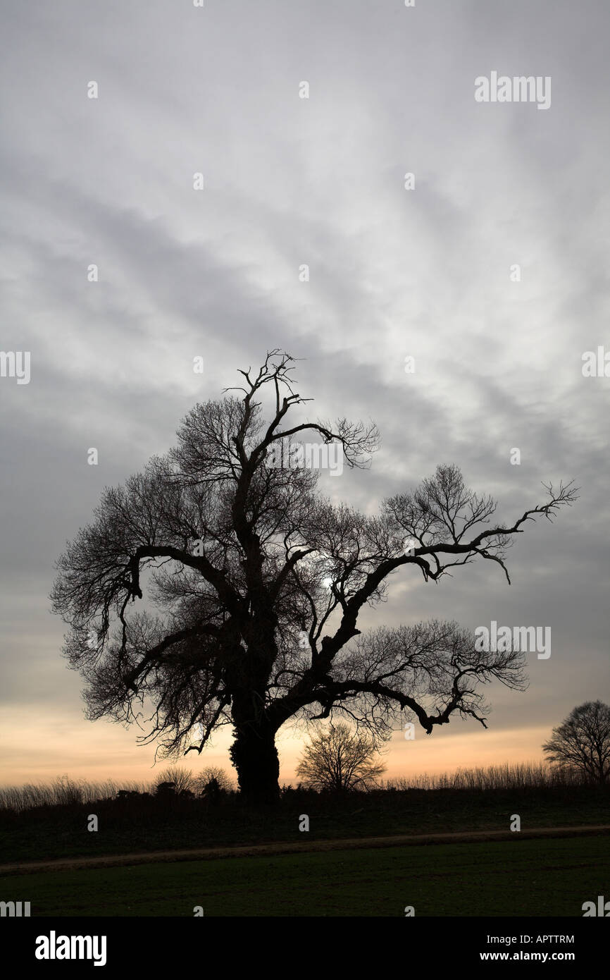 Native english black poplar tree populus nigra hi-res stock photography ...