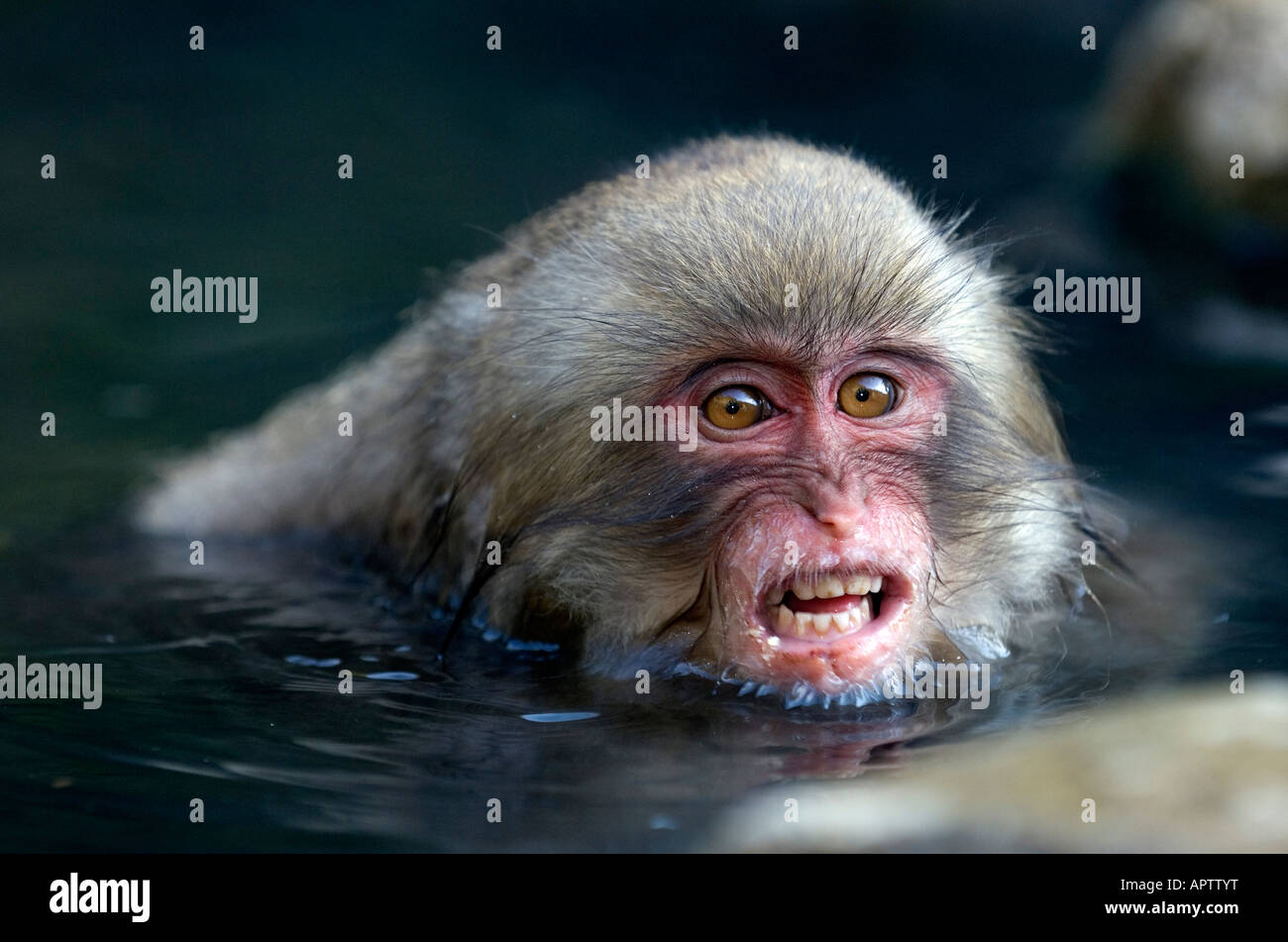 Japanese Macaque baby Macaca fuscata exposing its teeth angrily while ...