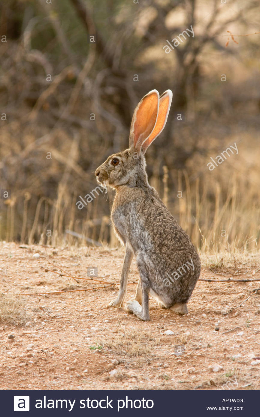 Jack Rabbit Desert High Resolution Stock Photography and Images - Alamy