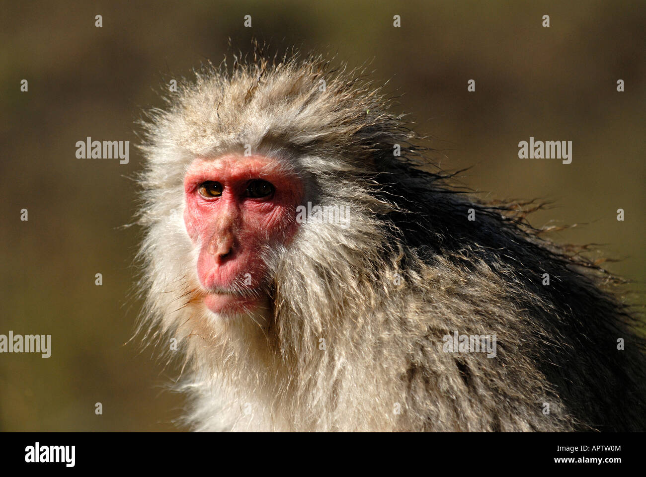 Japanese Macaque Macaca fuscata with wet fur and angry look Jigokudani ...