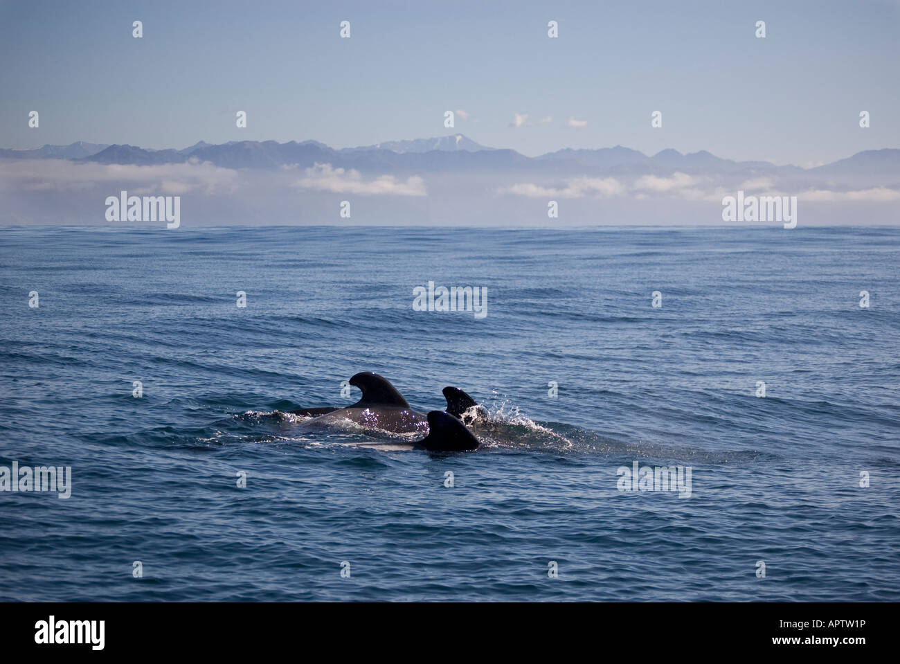 Malaena hi-res stock photography and images - Alamy