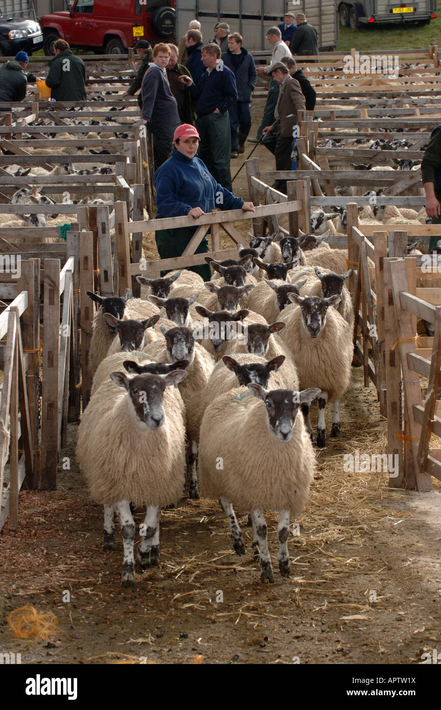 Mule gimmer lamb hi-res stock photography and images - Alamy