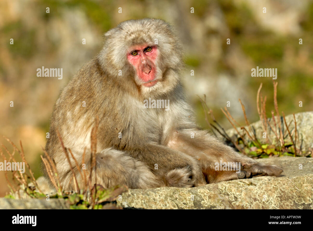 Japanese Macaque Macaca fuscata sitting and sunbathing in Jigokudani ...