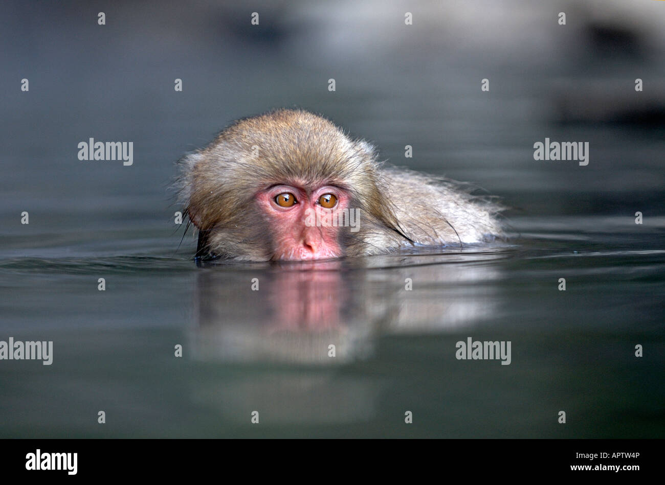 Young Japanese Macaque Macaca fuscata swimming in hot spring Jigokudani ...