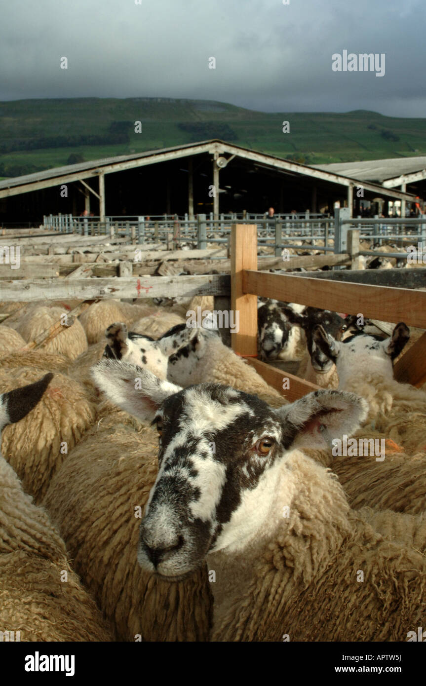 Mule gimmer lamb sale at Hawes Auction Mart Stock Photo - Alamy