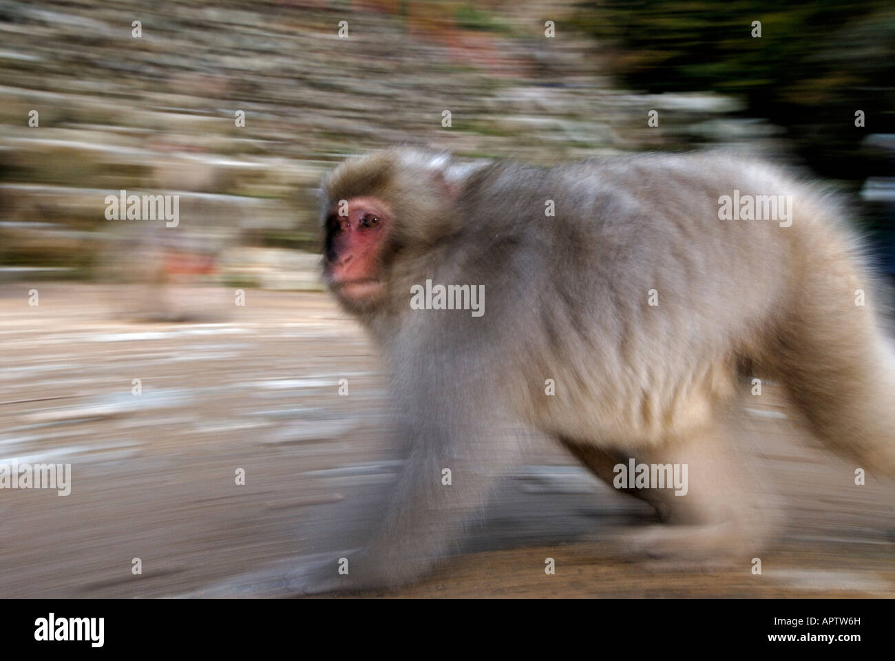 Japanese Macaque Macaca fuscata running in the hills of Nagano Japan ...