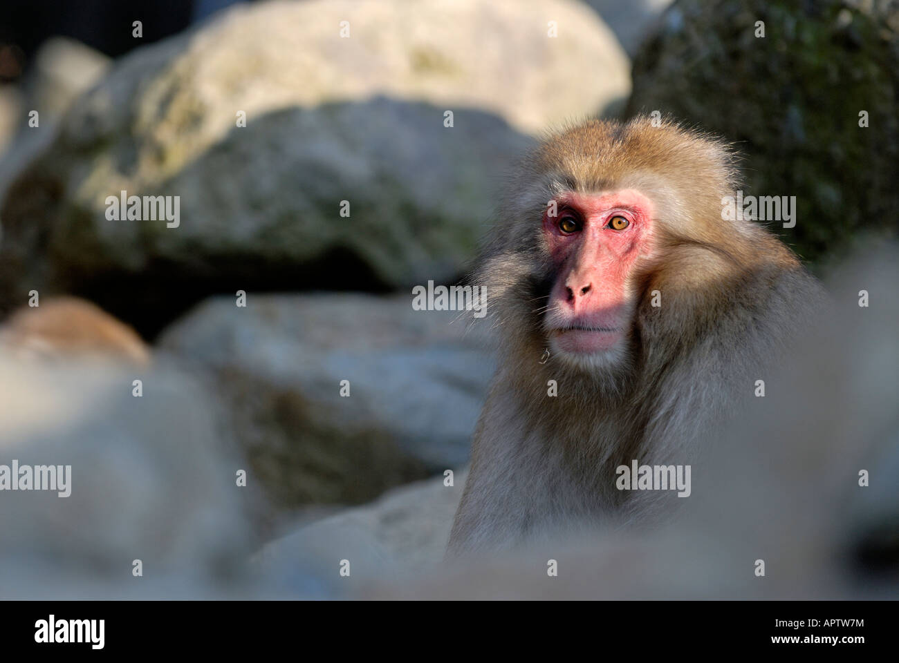Japanese Macaque Macaca fuscata in the Nagano Mountains Japan Stock ...