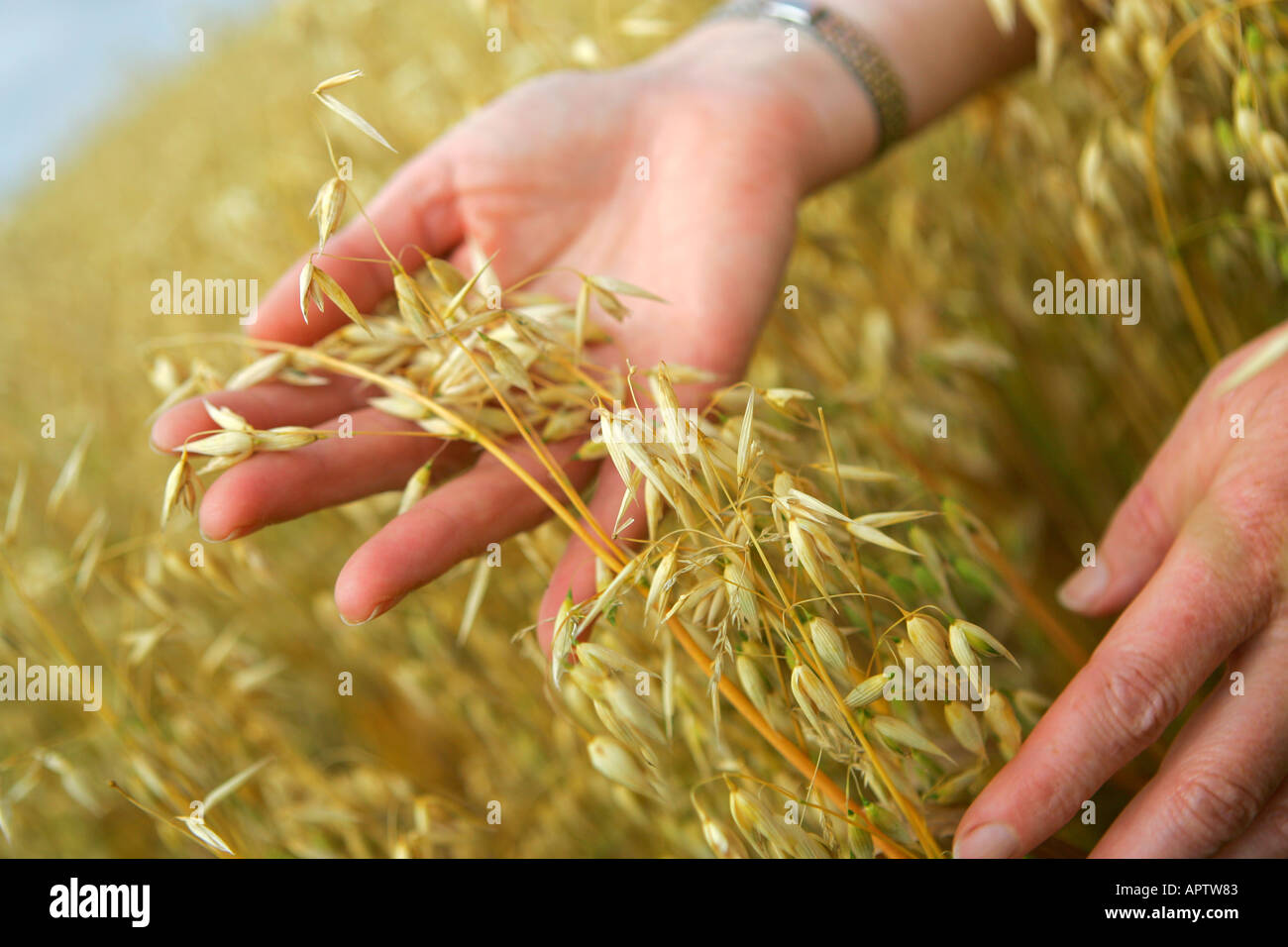 Oats growing in a field Stock Photo - Alamy