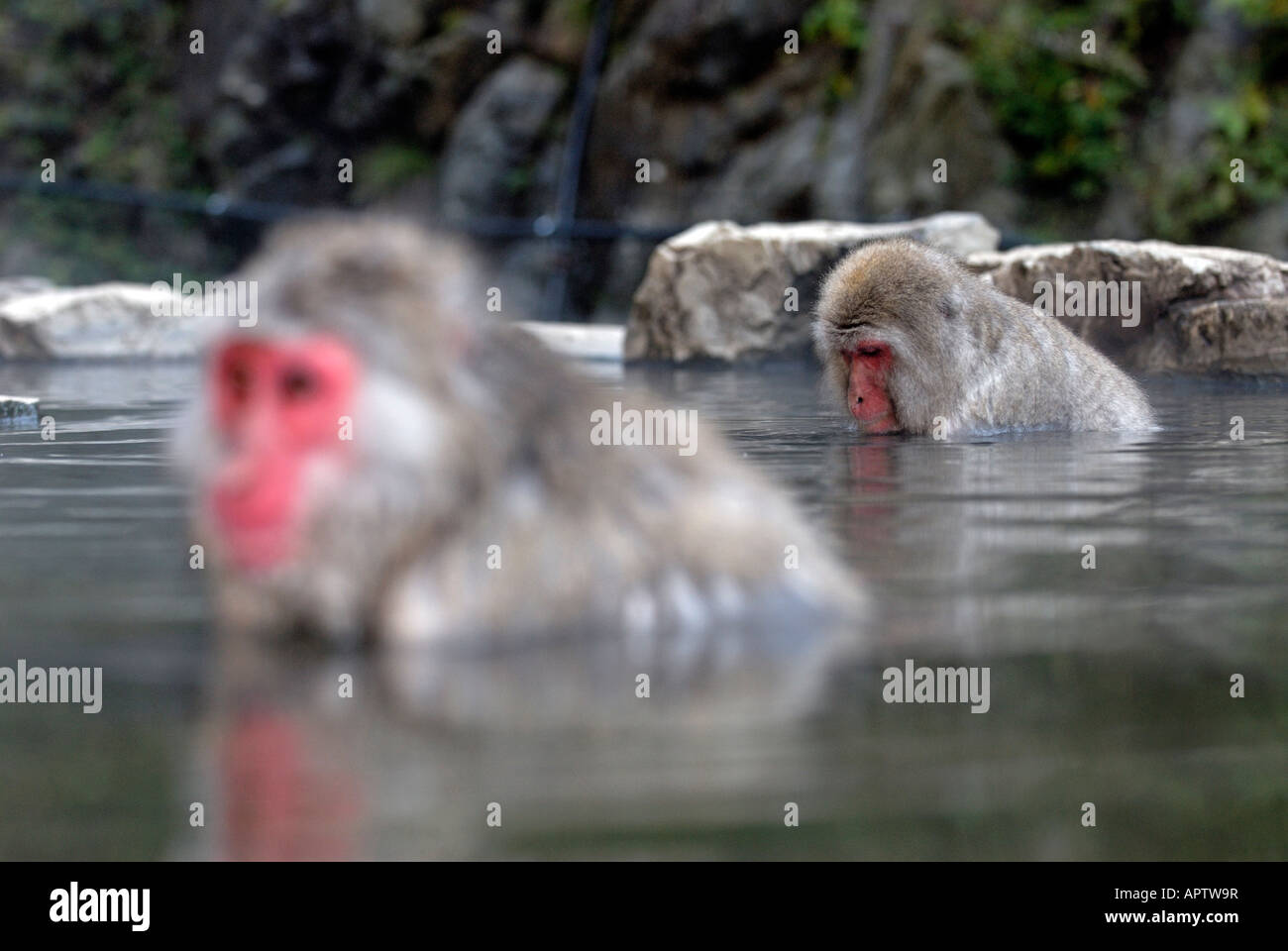 Two Japanese Macaques Macaca fuscata resting in hot spring water ...