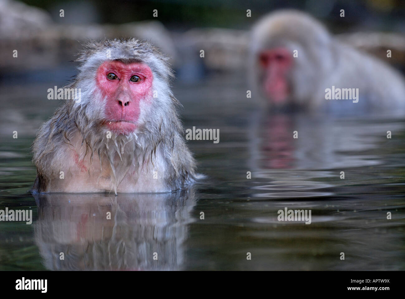 Two Japanese Macaques Macaca fuscata soaking in hot spring water ...