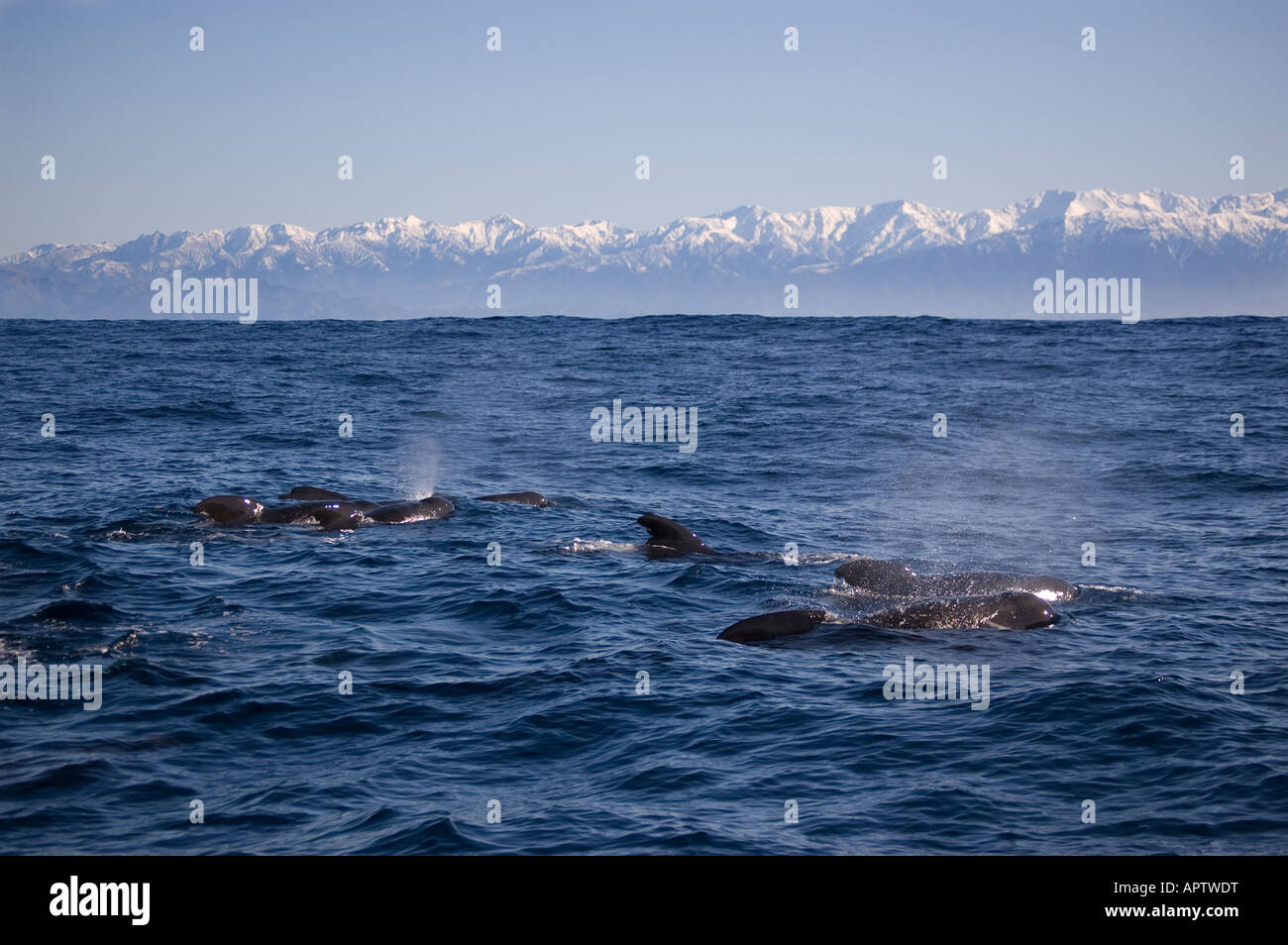 Malaena hi-res stock photography and images - Alamy