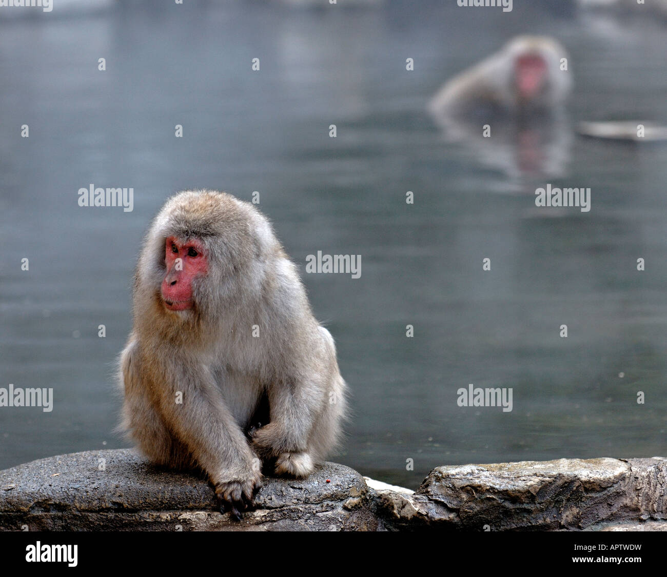 Two Japanese Macaques Macaca fuscata resting in hot spring water ...
