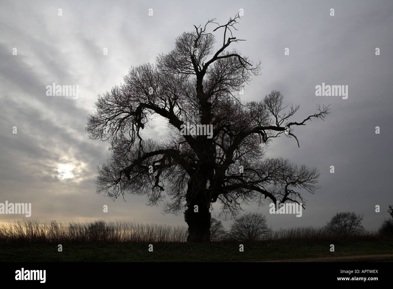 Native english black poplar tree populus nigra hi-res stock photography ...