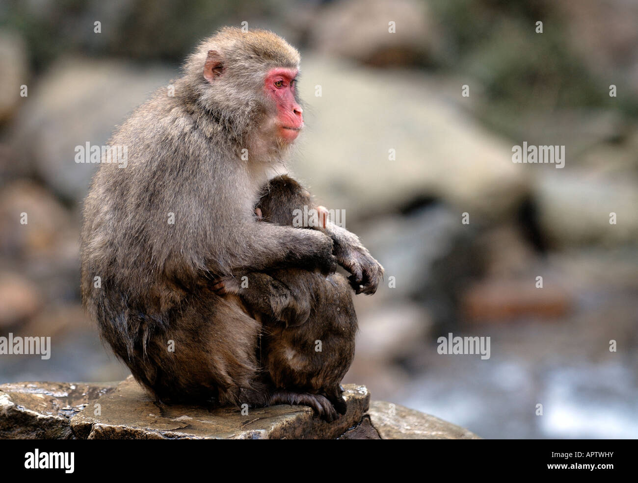 Japanese Macaques Macaca fuscata â mother hugging her drenched baby ...