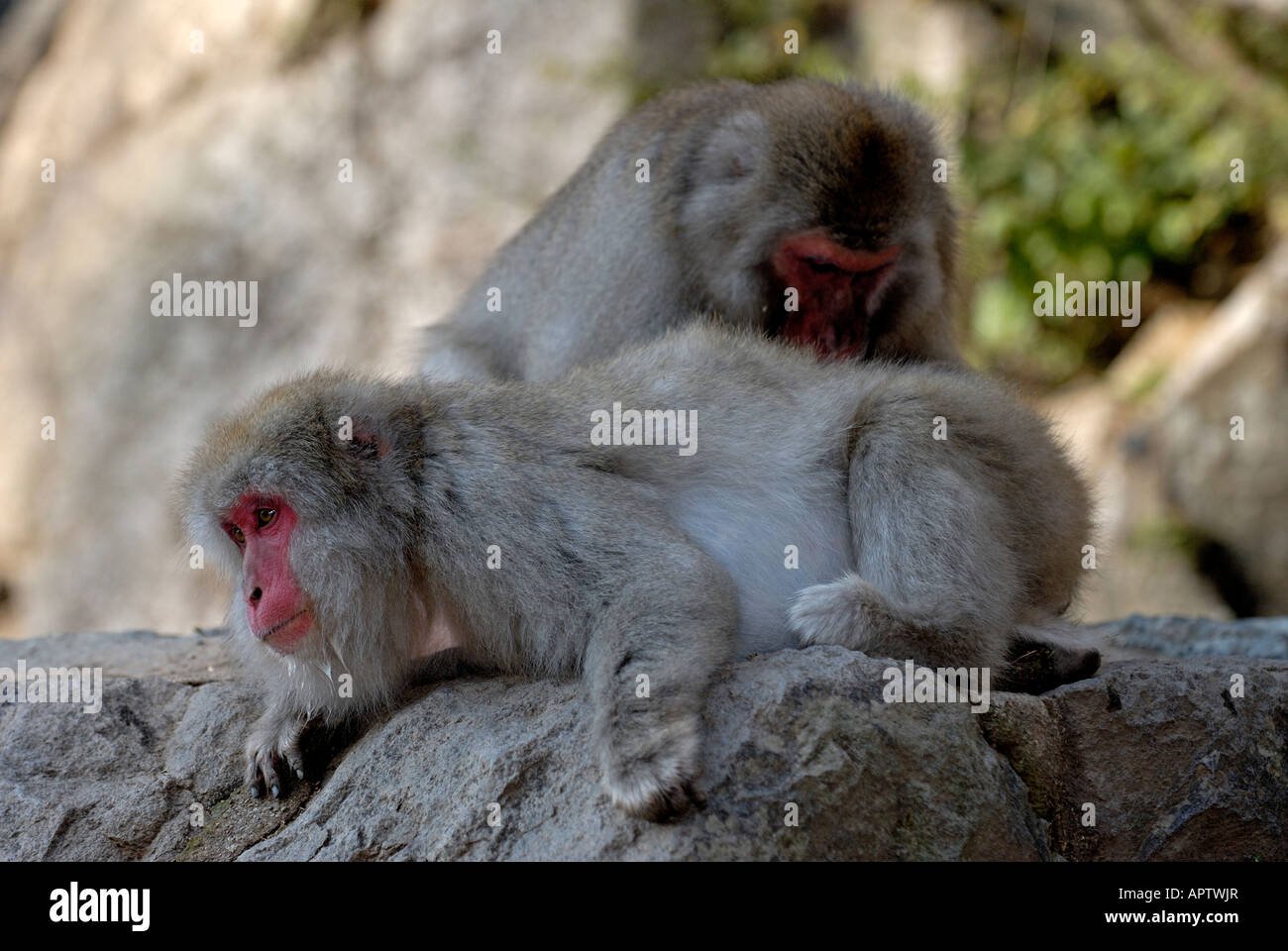 Two Japanese Macaques Macaca fuscata grooming Jigokudani National Park ...