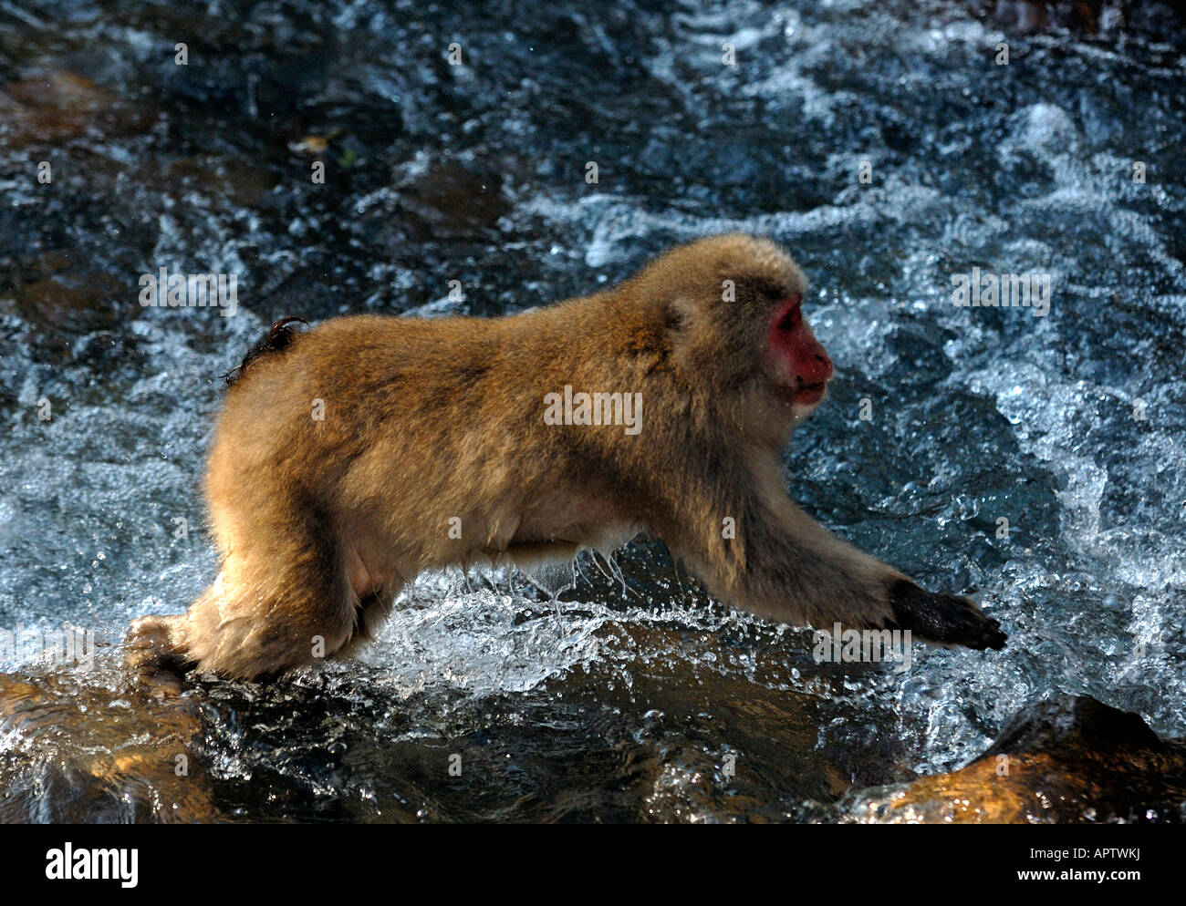 Japanese Macaque Macaca fuscata jumping over a stream Nagano Mountains ...