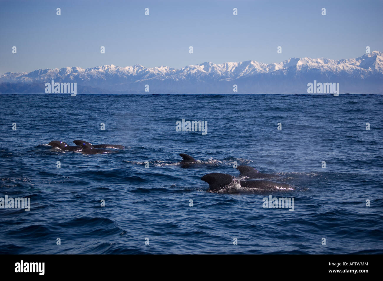 Malaena hi-res stock photography and images - Alamy