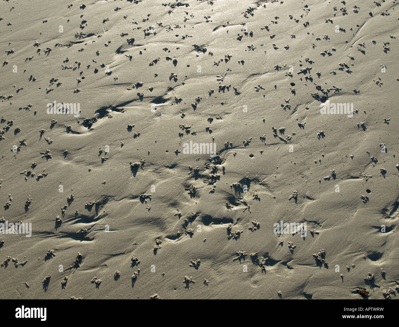tracks of worms in sand in the ebb tide at the sea shore of the ...