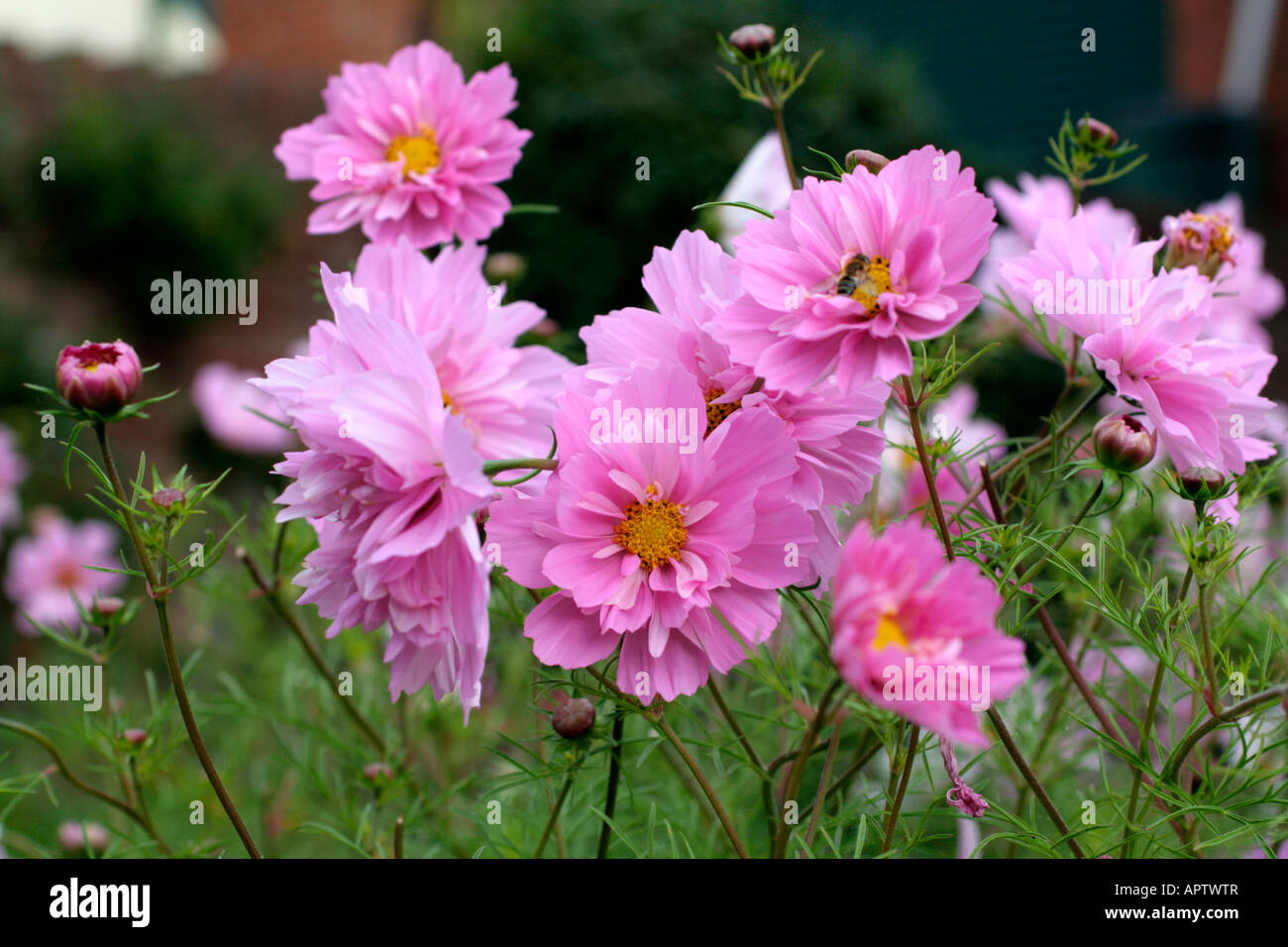 Tall pink cosmos hi-res stock photography and images - Alamy