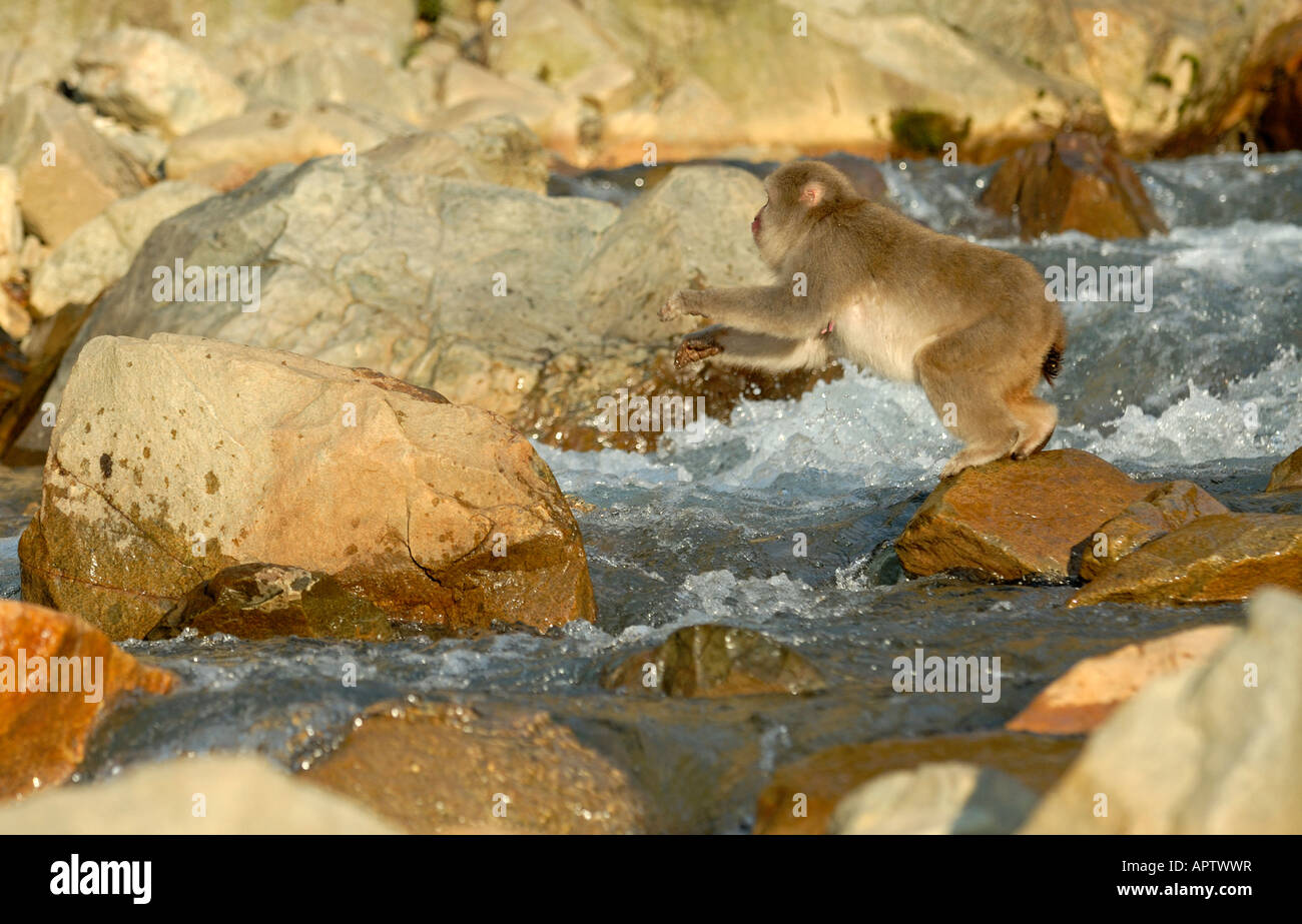 Japanese Macaque Macaca fuscata jumping across a stream in the hills of ...