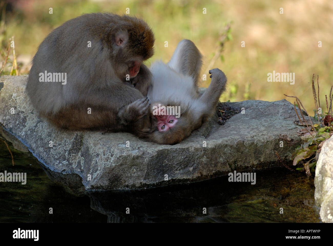 Two Japanese Macaques Macaca fuscata grooming Jigokudani National Park ...
