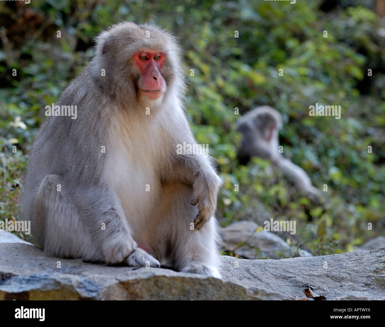Two Japanese Macaques Macaca fuscata in the mountains of Jigokudani ...