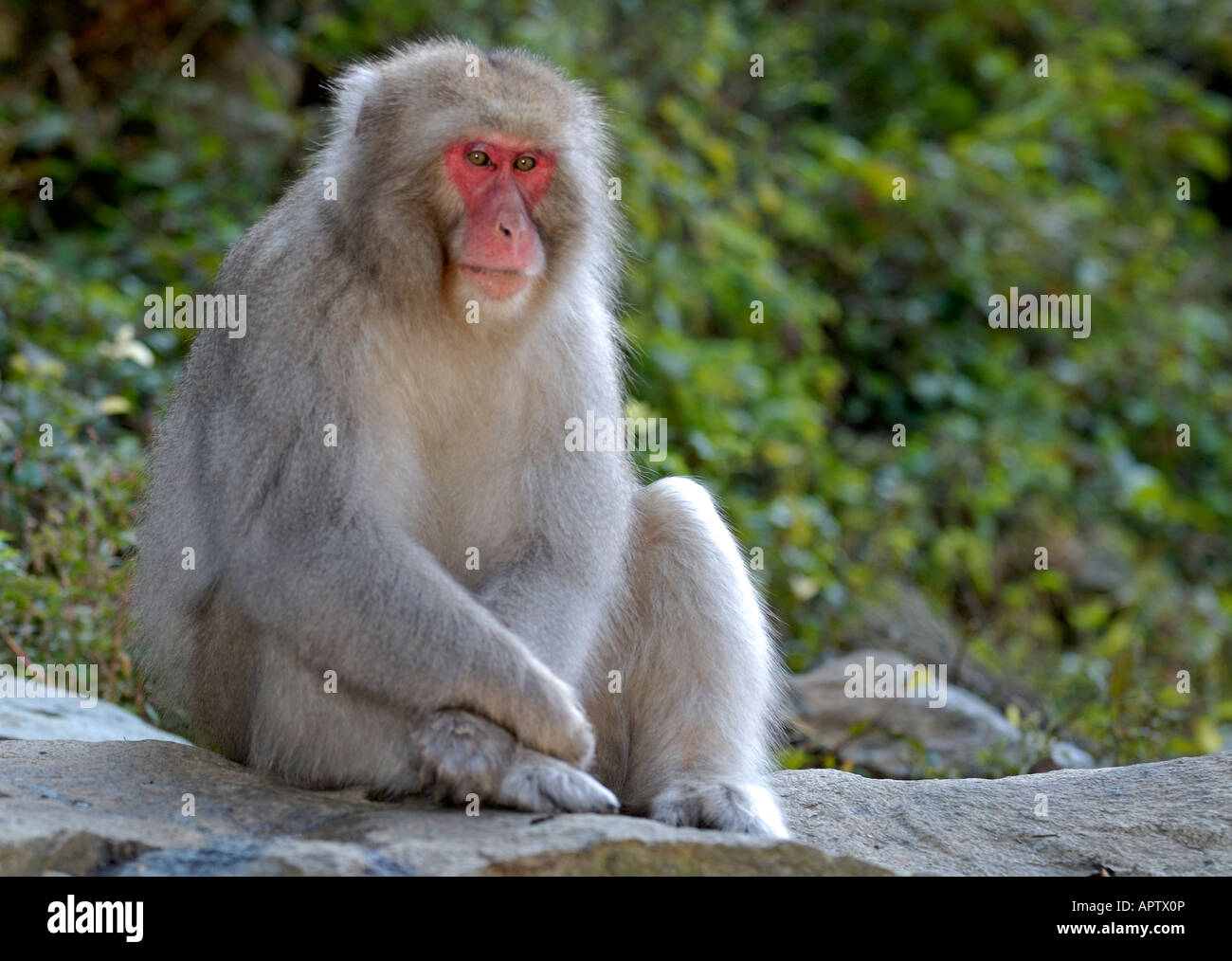 Japanese Macaque Macaca fuscata in the mountains of Jigokudani National ...