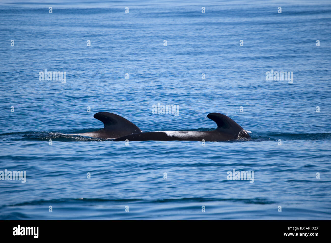 Long-finned Pilot Whales (Globicephala malaena) Kaikoura New Zealand ...