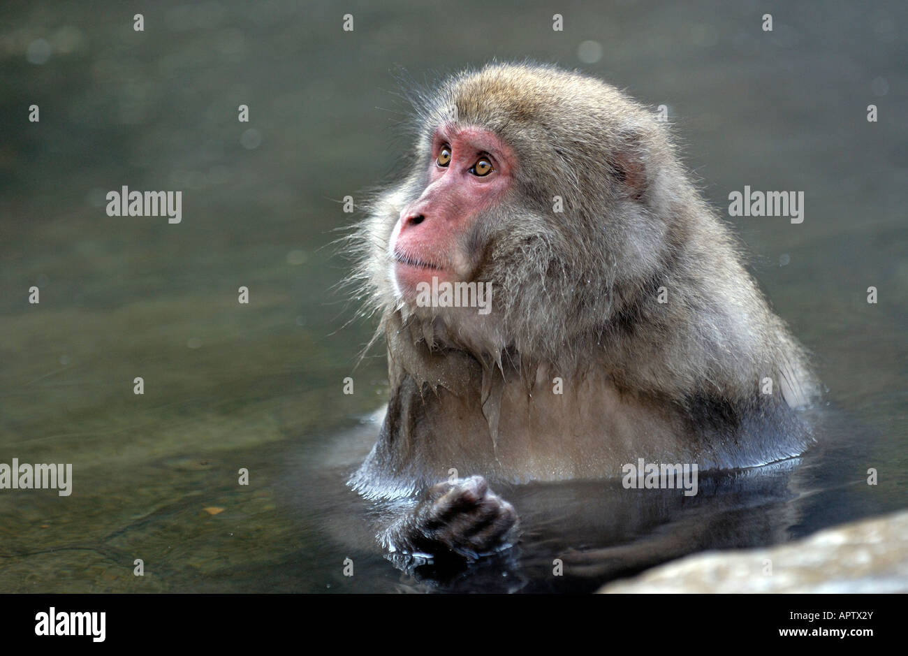 Japanese Macaque Macaca fuscata resting in hot spring water Jigokudani ...
