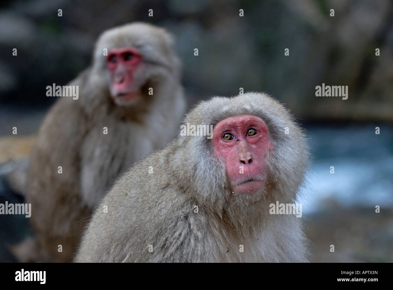 Two Japanese Macaques Macaca fuscata at Jigokudani hot springs Japan ...
