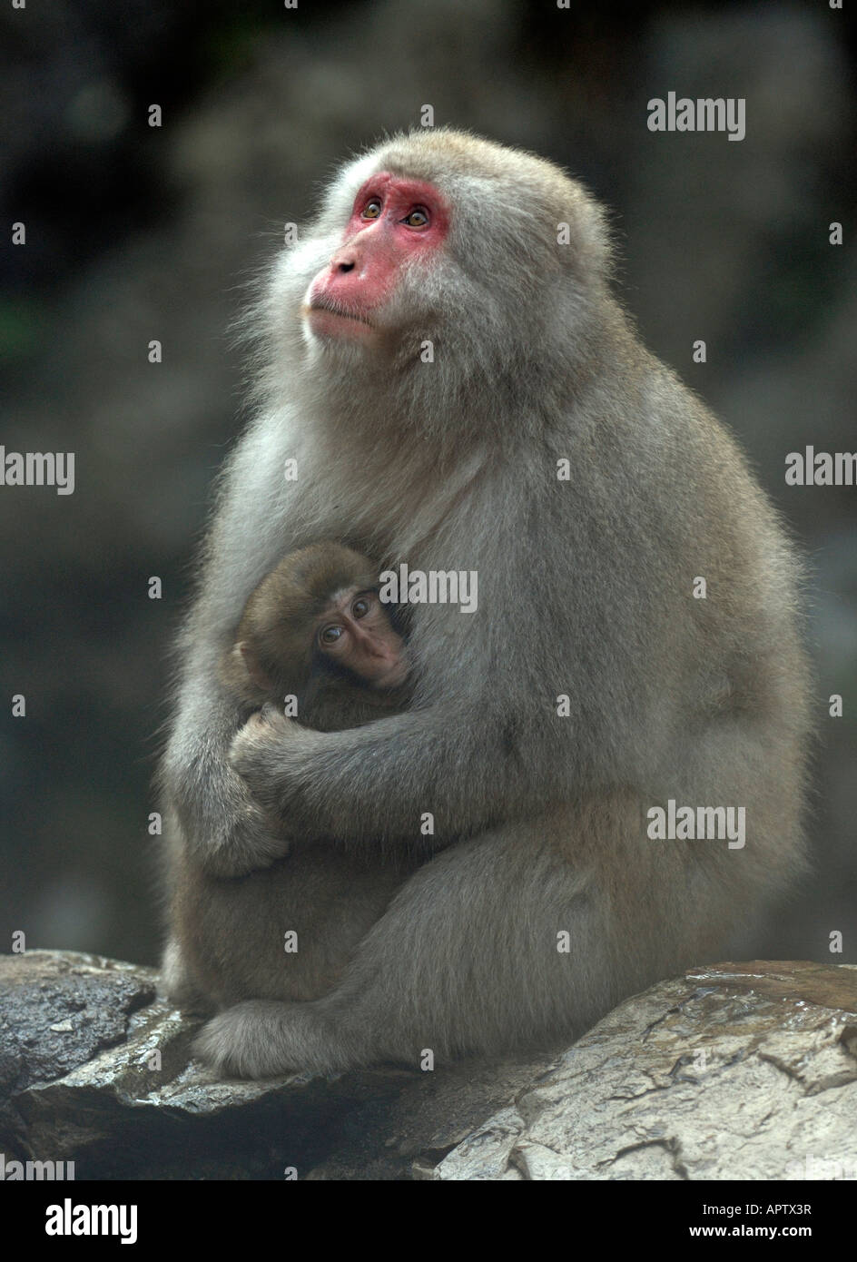 Japanese Macaques Macaca fuscata mother and baby at Jigokudani hot ...