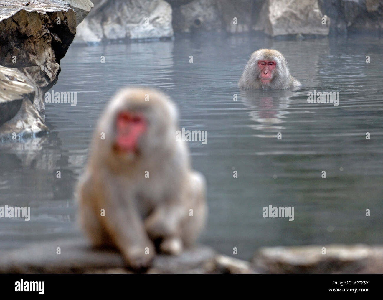 Japanese Macaques Macaca fuscata resting in waters of Jigokudani hot ...