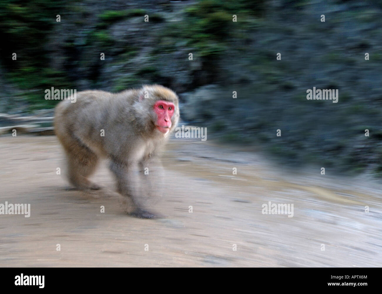 Japanese Macaque Macaca fuscata running in the hills of Nagano Japan ...