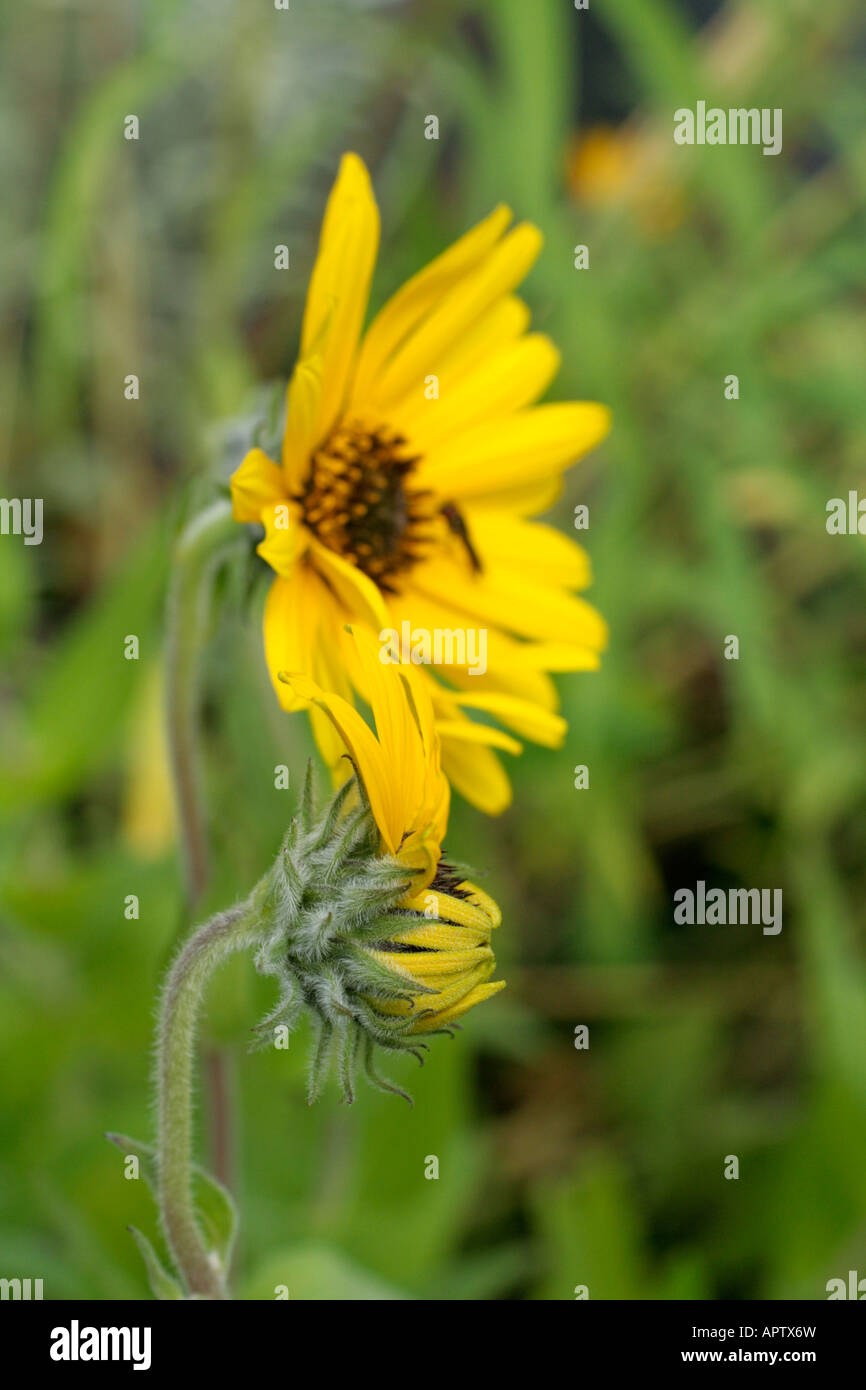 Helianthus Mollis High Resolution Stock Photography and Images - Alamy