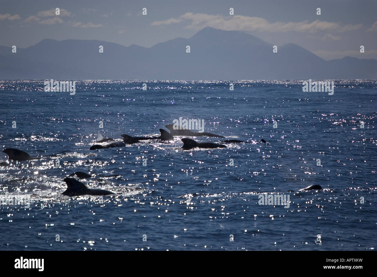 Malaena hi-res stock photography and images - Alamy