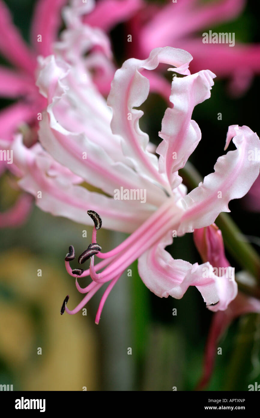 NERINE BOWDENII WELSII WITH THE DARKER NERINE BOWDENII BEHIND Stock ...