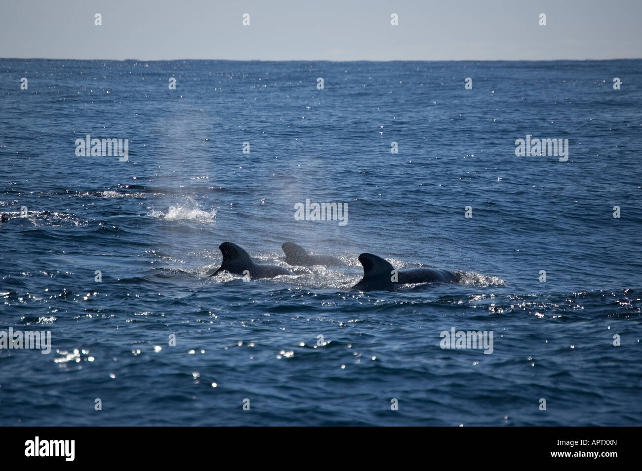 Long-finned Pilot Whales (Globicephala malaena) Kaikoura New Zealand ...