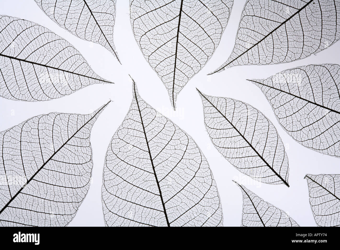 Leaf Skeleton Pattern Stock Photo - Alamy