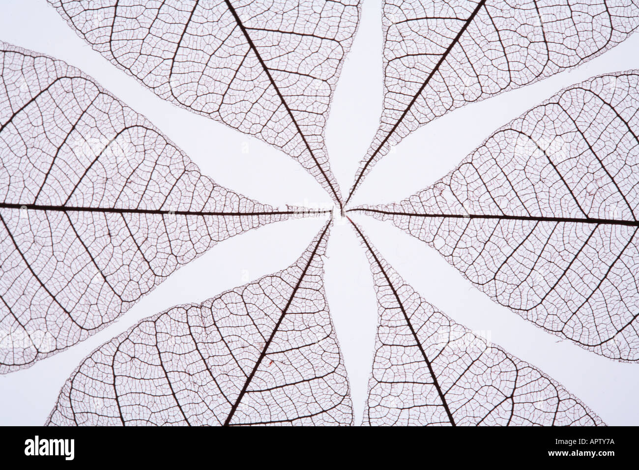 Leaf Skeleton Pattern Stock Photo - Alamy